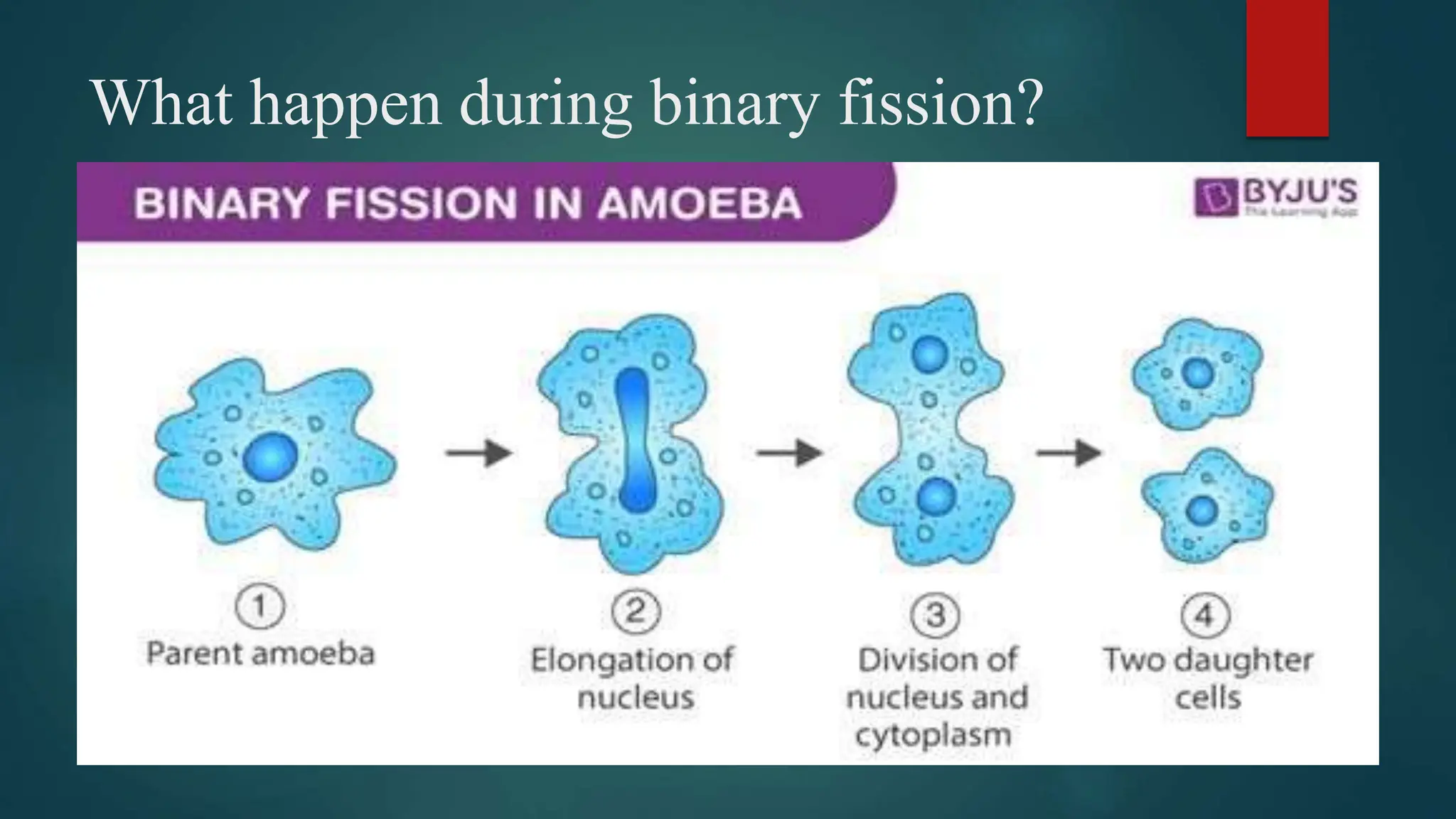 Presentation Grade 7 Asexual Reproduction Pptx