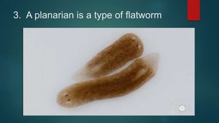 Presentation Grade-7 Asexual reproduction.pptx