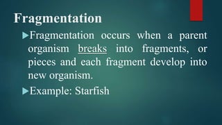 PPT Grade-7 Asexual reproduction In Animals.pptx | Reproductive Health ...