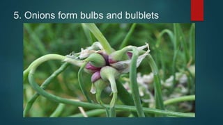 PPT Grade-7 Asexual reproduction In Animals.pptx