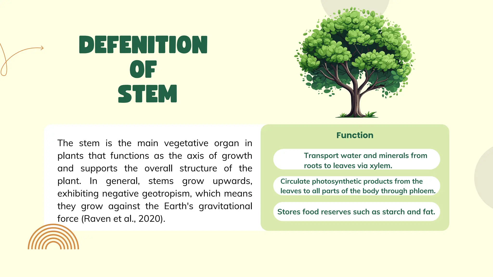 PPT GROUP IV ANATOMICAL STRUCTURE OF THE STEM.pdf