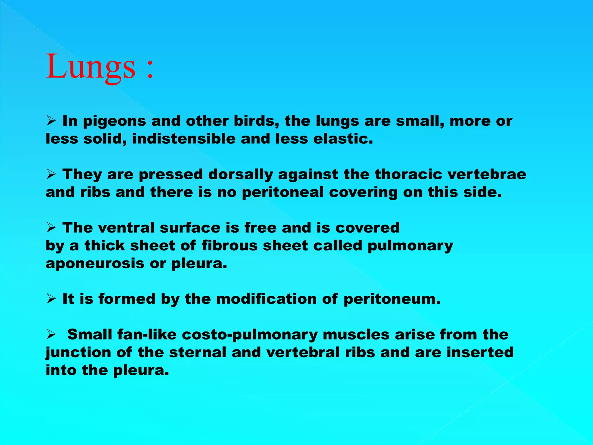Respiratory system of pigeon | PPTX