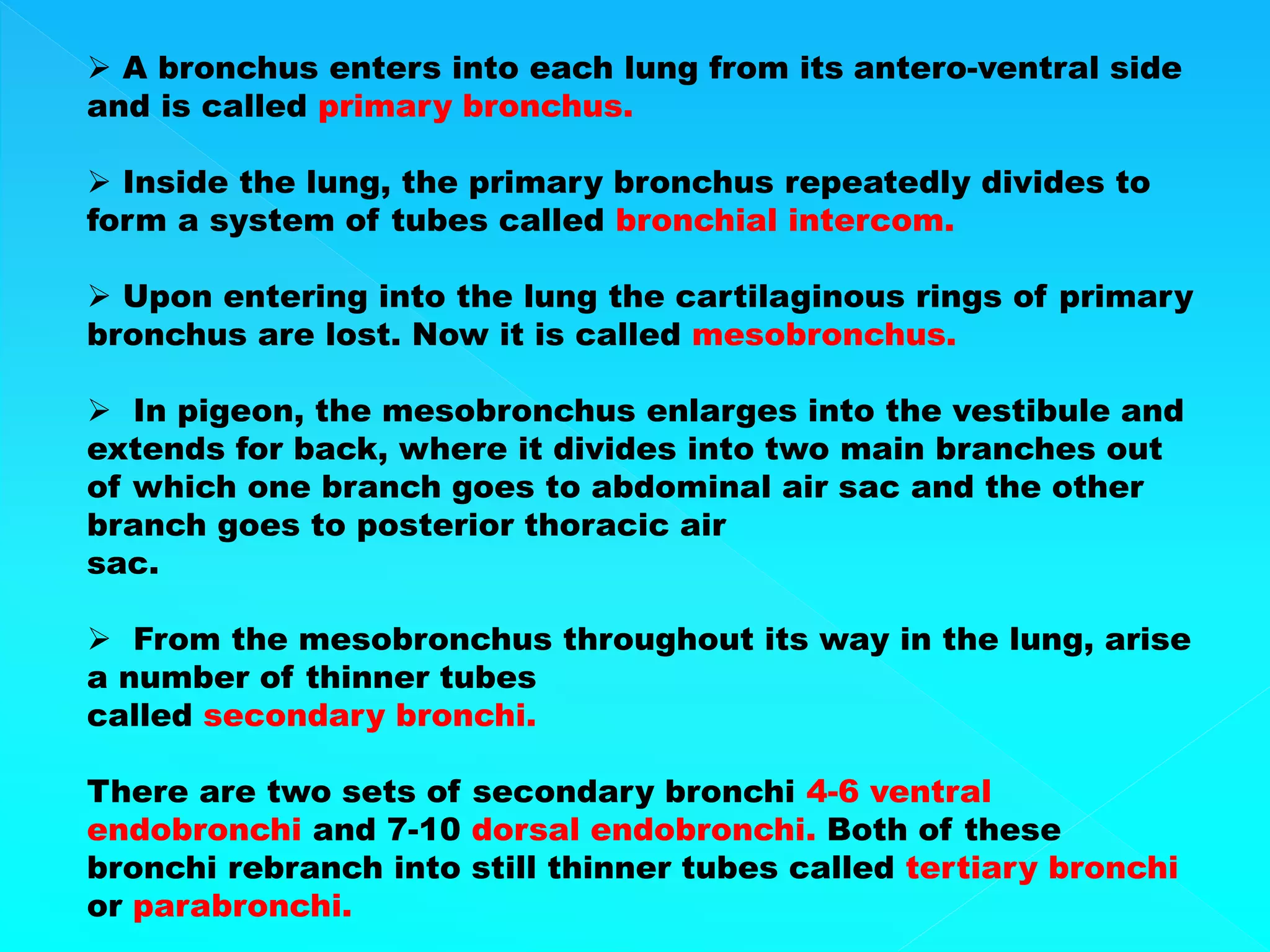 Respiratory system of pigeon | PPTX