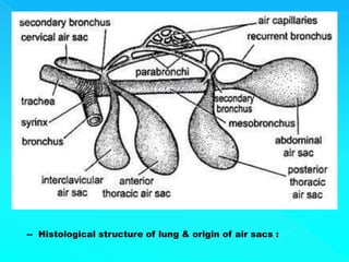 Respiratory system of pigeon | PPTX