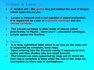Respiratory system of pigeon | PPTX