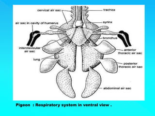 Respiratory system of pigeon | PPTX