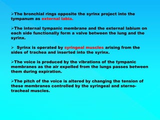 Respiratory system of pigeon | PPTX