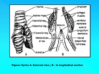 Respiratory system of pigeon | PPTX