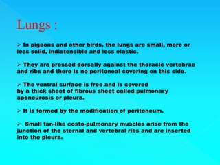 Respiratory system of pigeon | PPTX