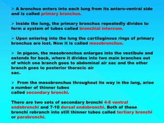Respiratory system of pigeon | PPTX