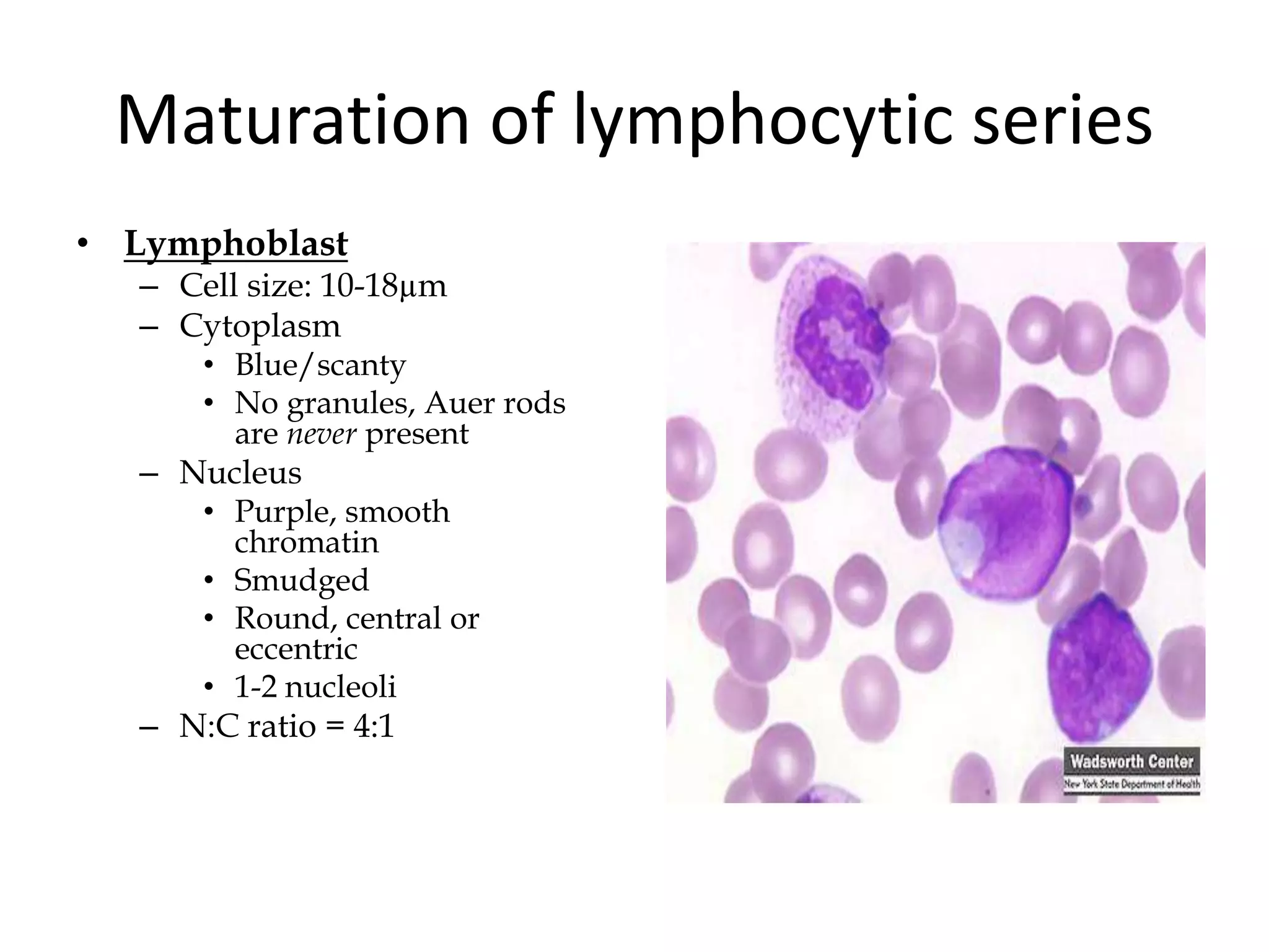 PPT Haematology III-1 (1).pptx