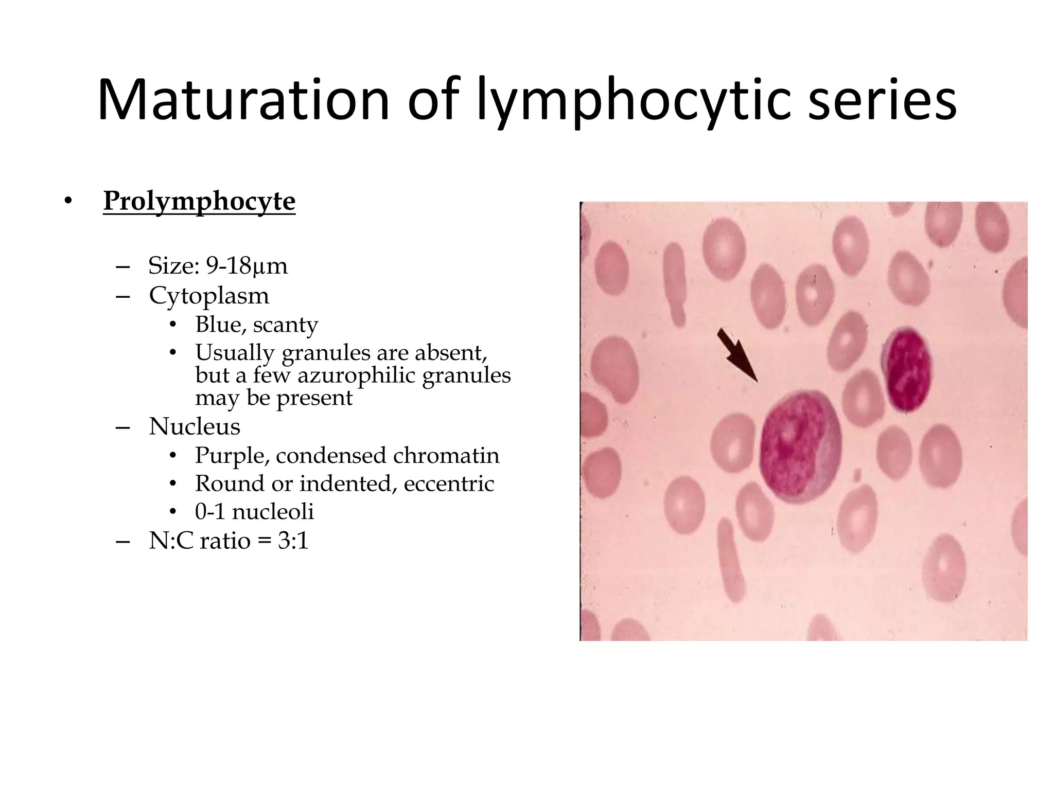 PPT Haematology III-1 (1).pptx
