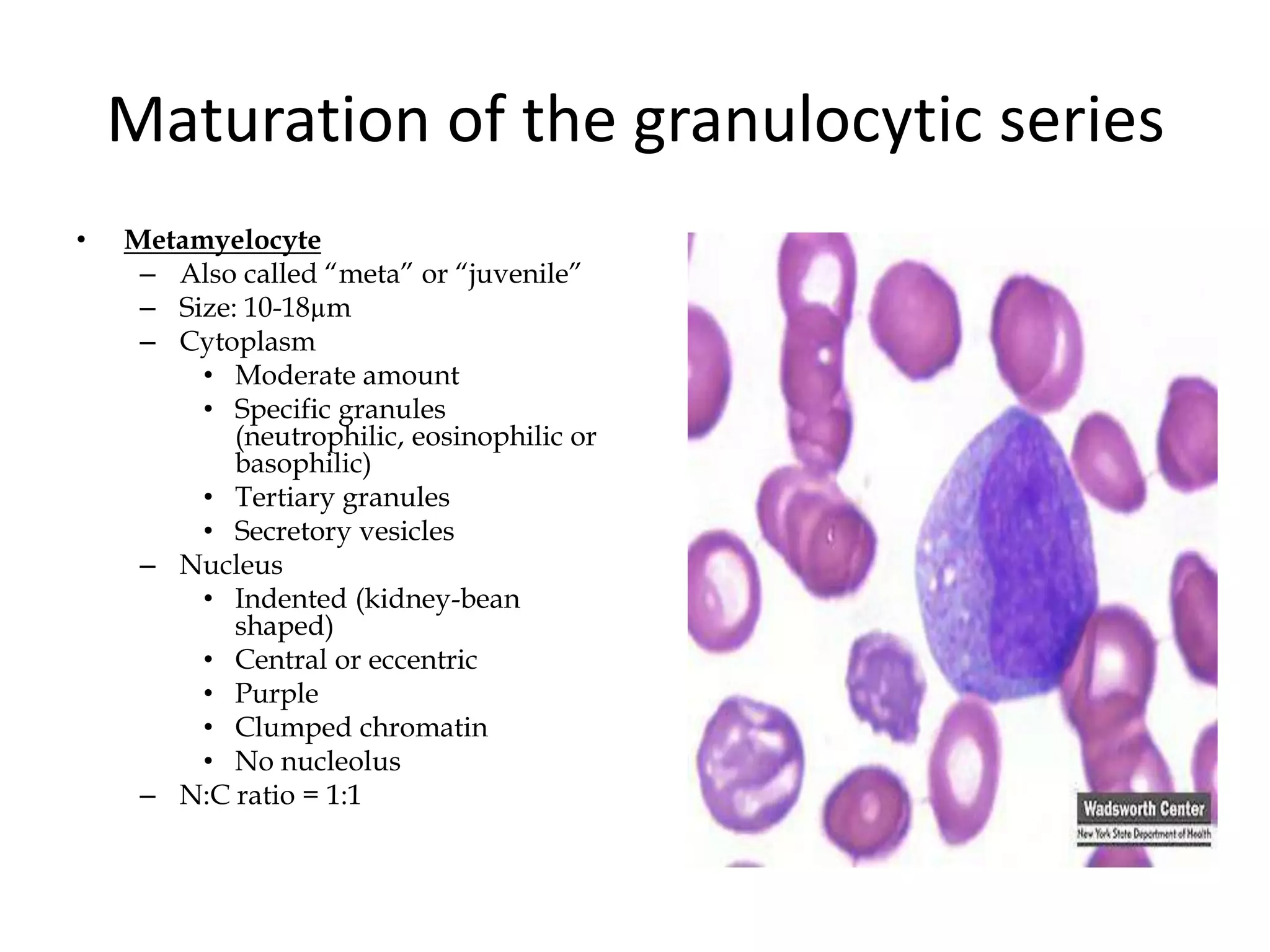 PPT Haematology III-1 (1).pptx