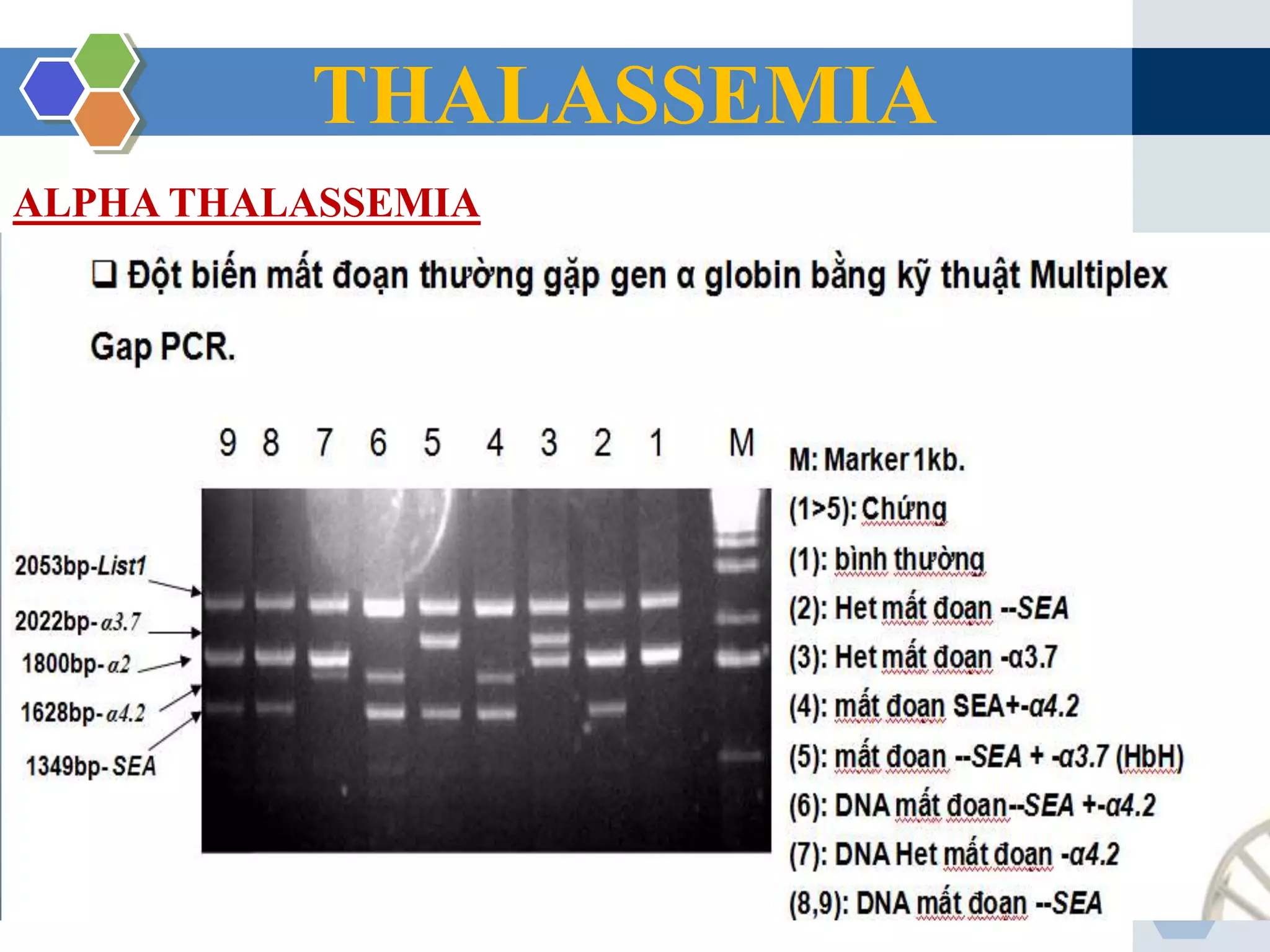 Thalassemia và đột biến gen | PPTX