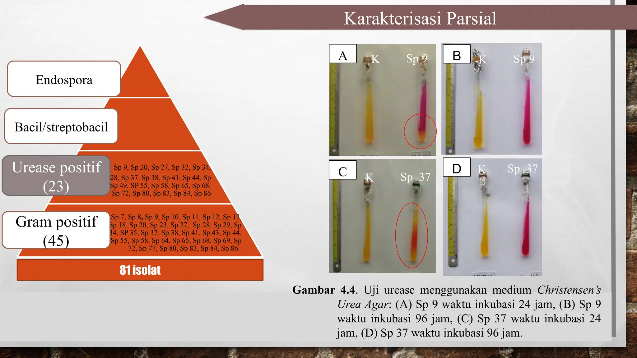 PPT HASILlllllllllllllllllllllllllllllllllllll .pptx