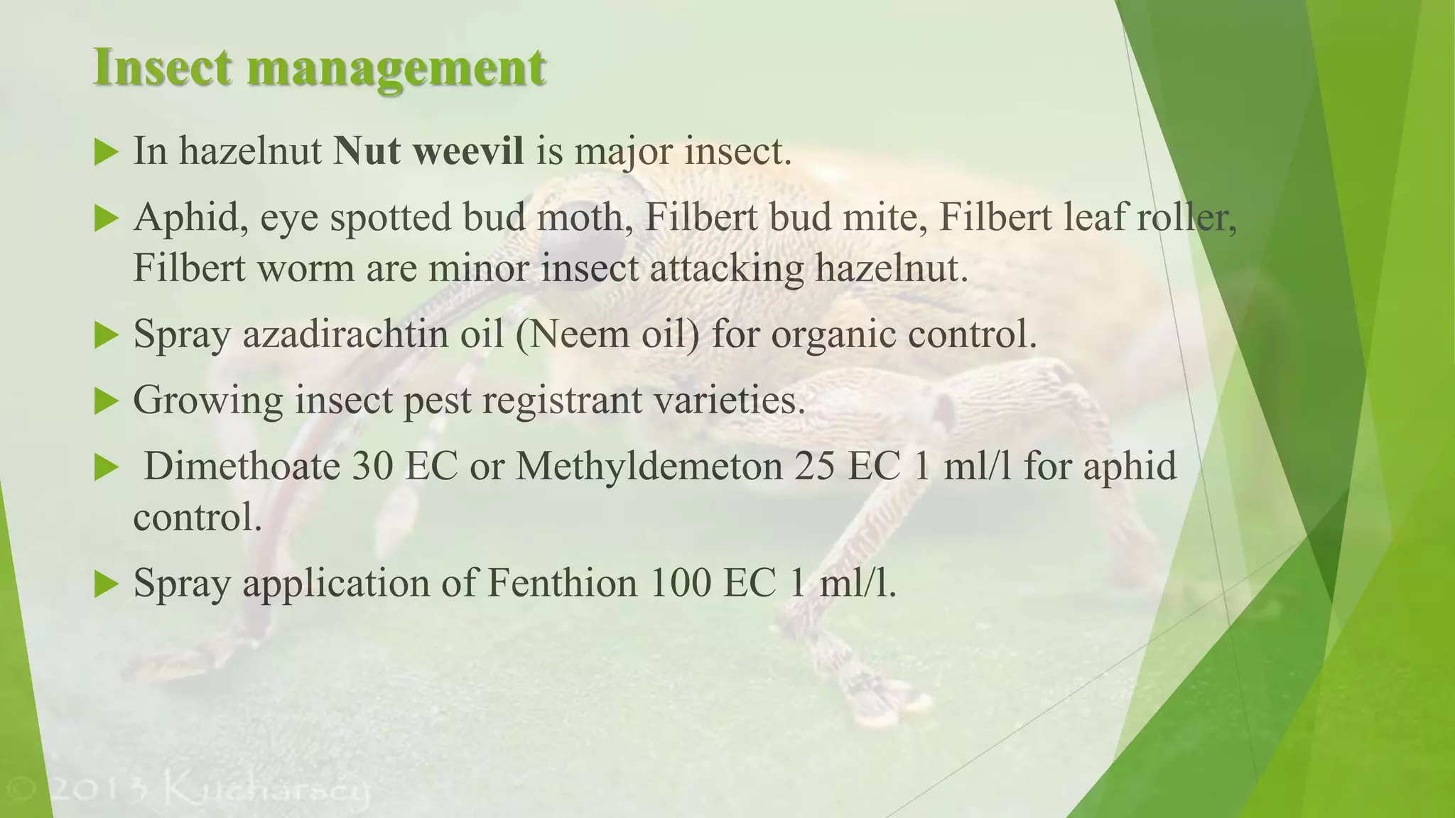 Production Technology and Post-Harvest Management in Hazelnut,HOR-1303 ...