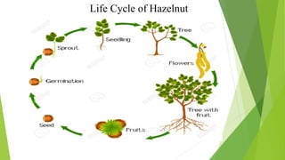 Production Technology and Post-Harvest Management in Hazelnut,HOR-1303 ...