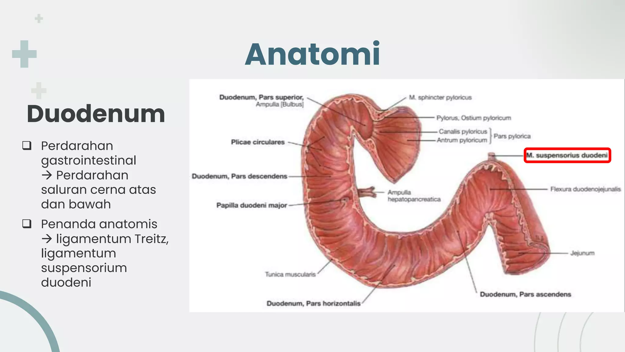PPT Hematochezia.pptx