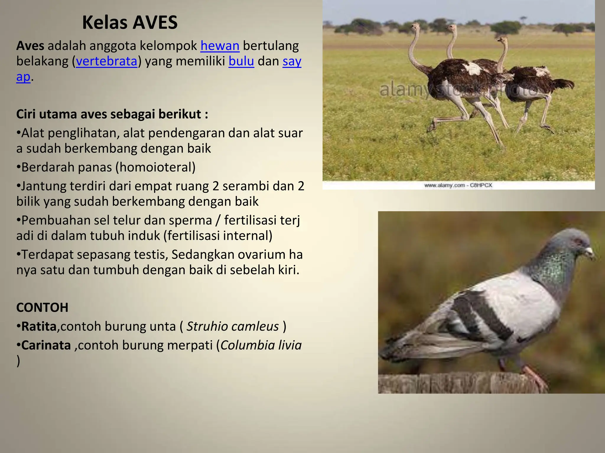 Kindom Animalia, Pisces, amfibi, avec and mamalia | PPTX