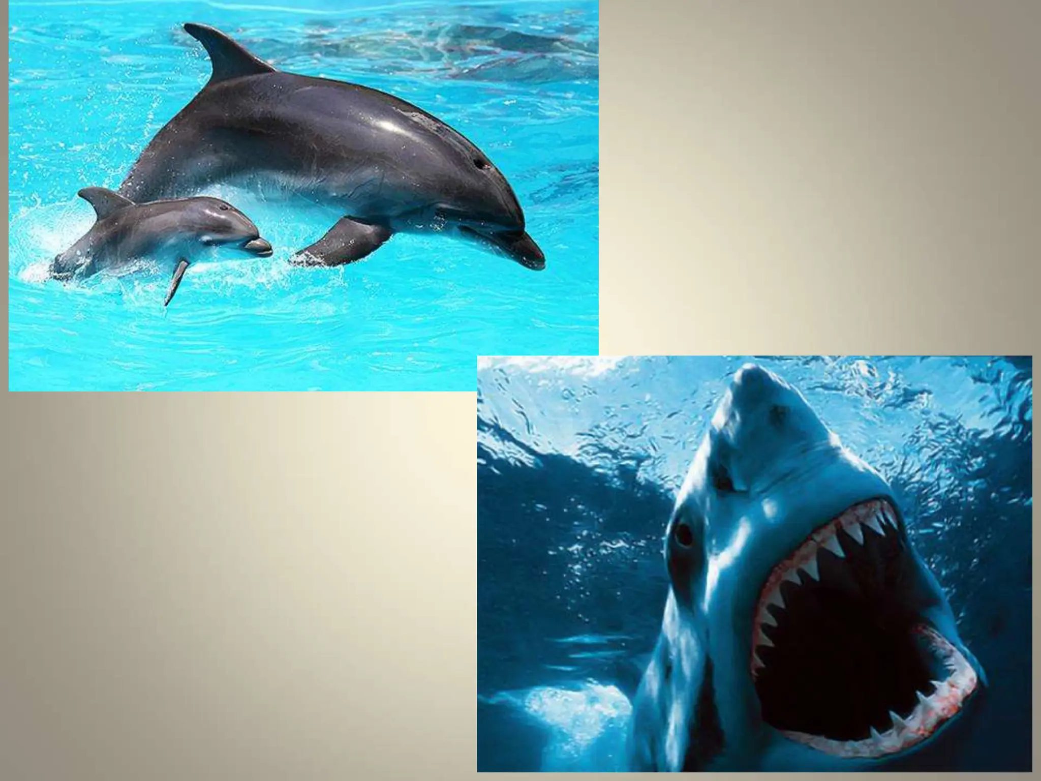 Kindom Animalia, Pisces, amfibi, avec and mamalia | PPTX