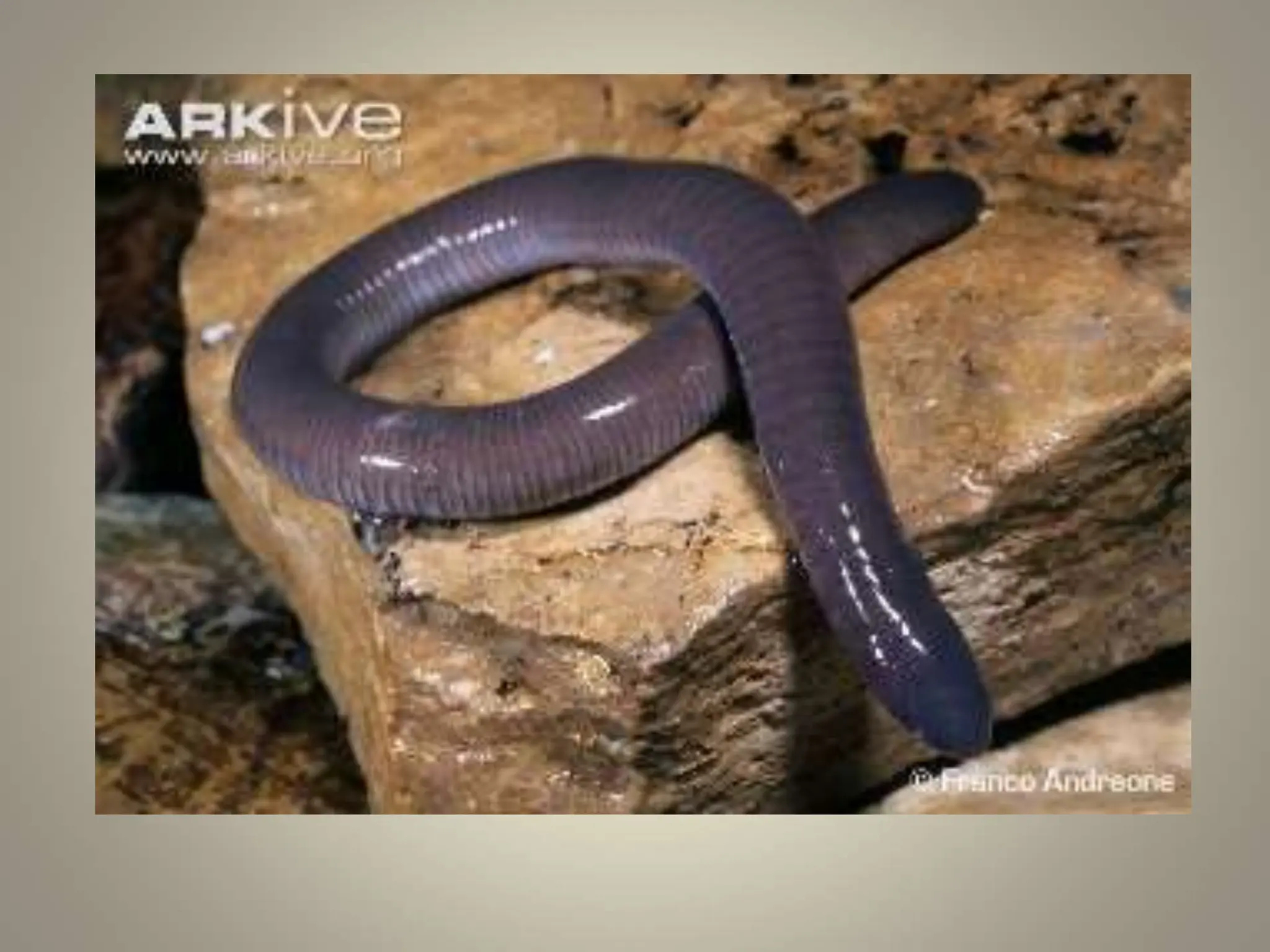 Kindom Animalia, Pisces, amfibi, avec and mamalia | PPTX