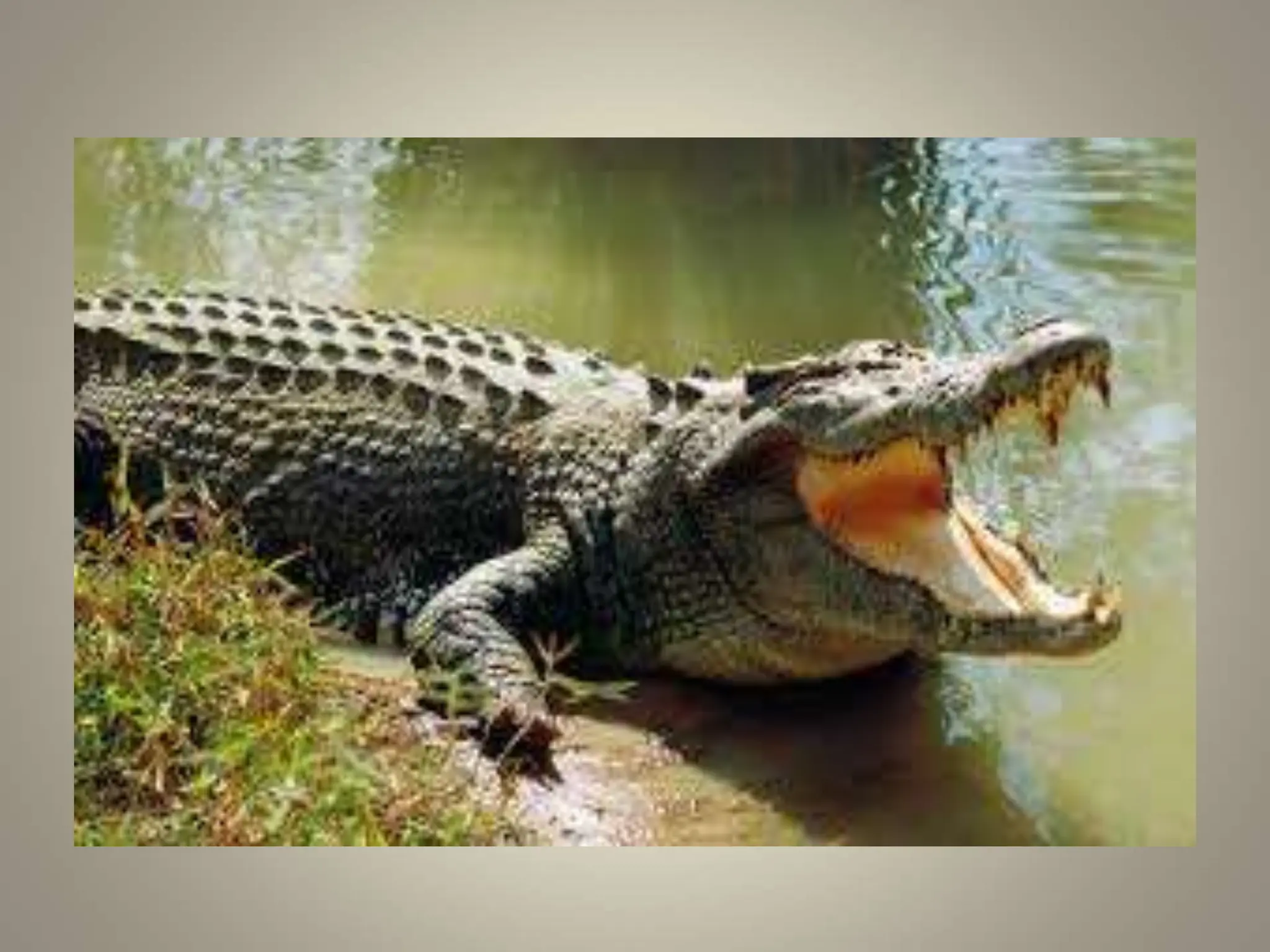 Kindom Animalia, Pisces, amfibi, avec and mamalia | PPTX