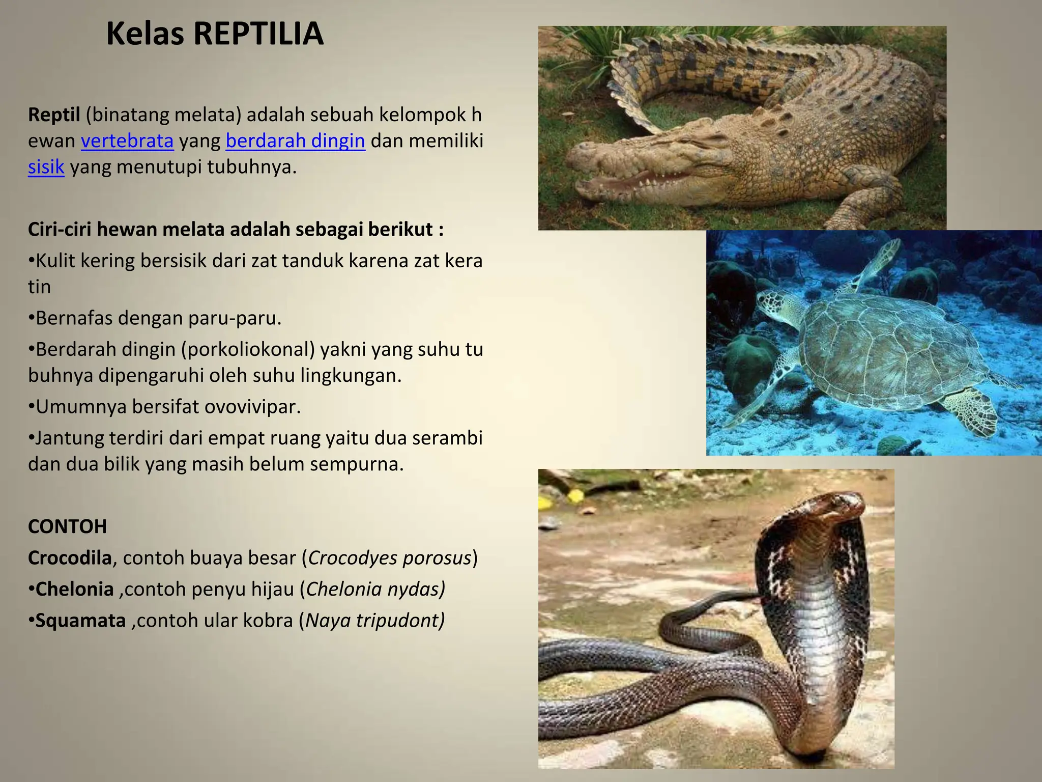 Kindom Animalia, Pisces, amfibi, avec and mamalia | PPTX