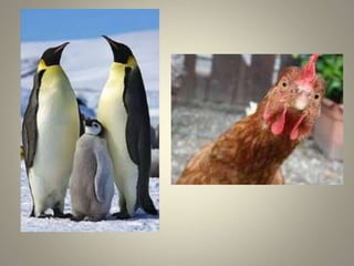 Kindom Animalia, Pisces, amfibi, avec and mamalia | PPTX