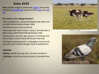 Kindom Animalia, Pisces, amfibi, avec and mamalia | PPTX