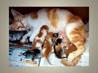 Kindom Animalia, Pisces, amfibi, avec and mamalia | PPTX