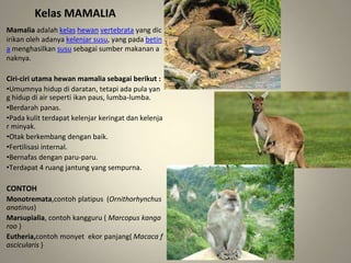 Kindom Animalia, Pisces, amfibi, avec and mamalia | PPTX