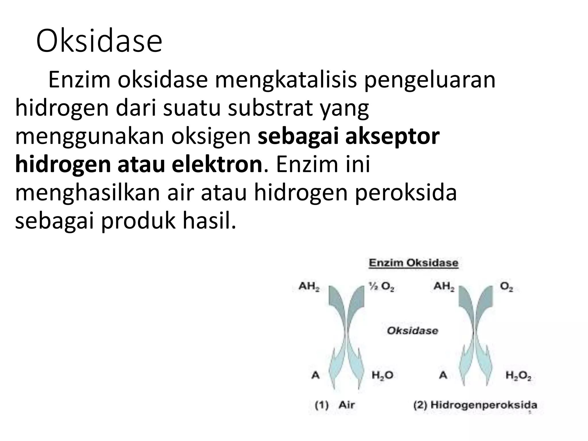 Bioenergenetika, Oksidasi Biologis, Rantai Respiratorik | PPTX