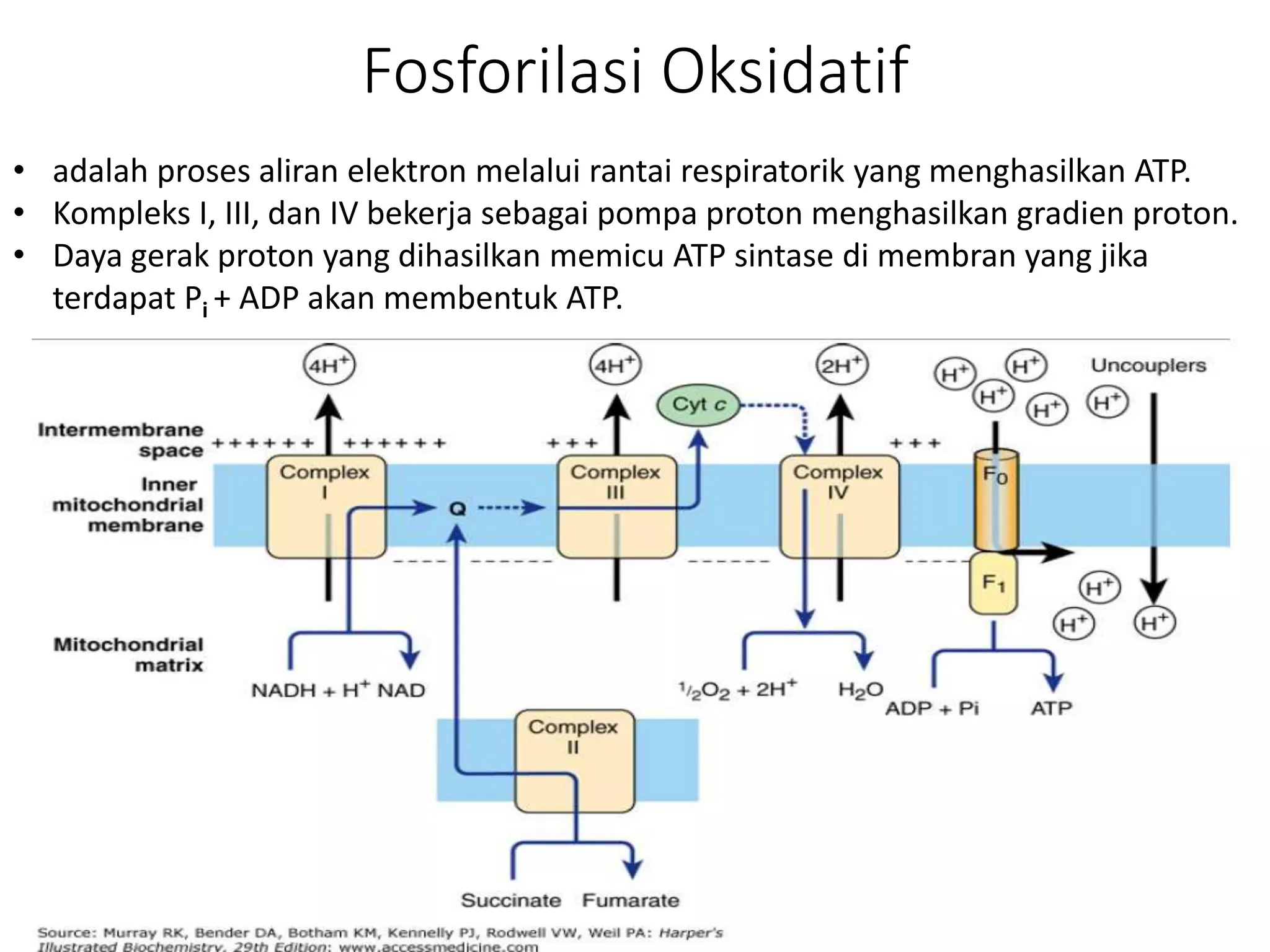 Bioenergenetika, Oksidasi Biologis, Rantai Respiratorik | PPTX