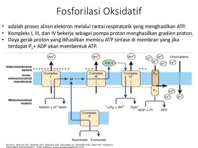FOSFORILASI OKSIDATIF PDF
