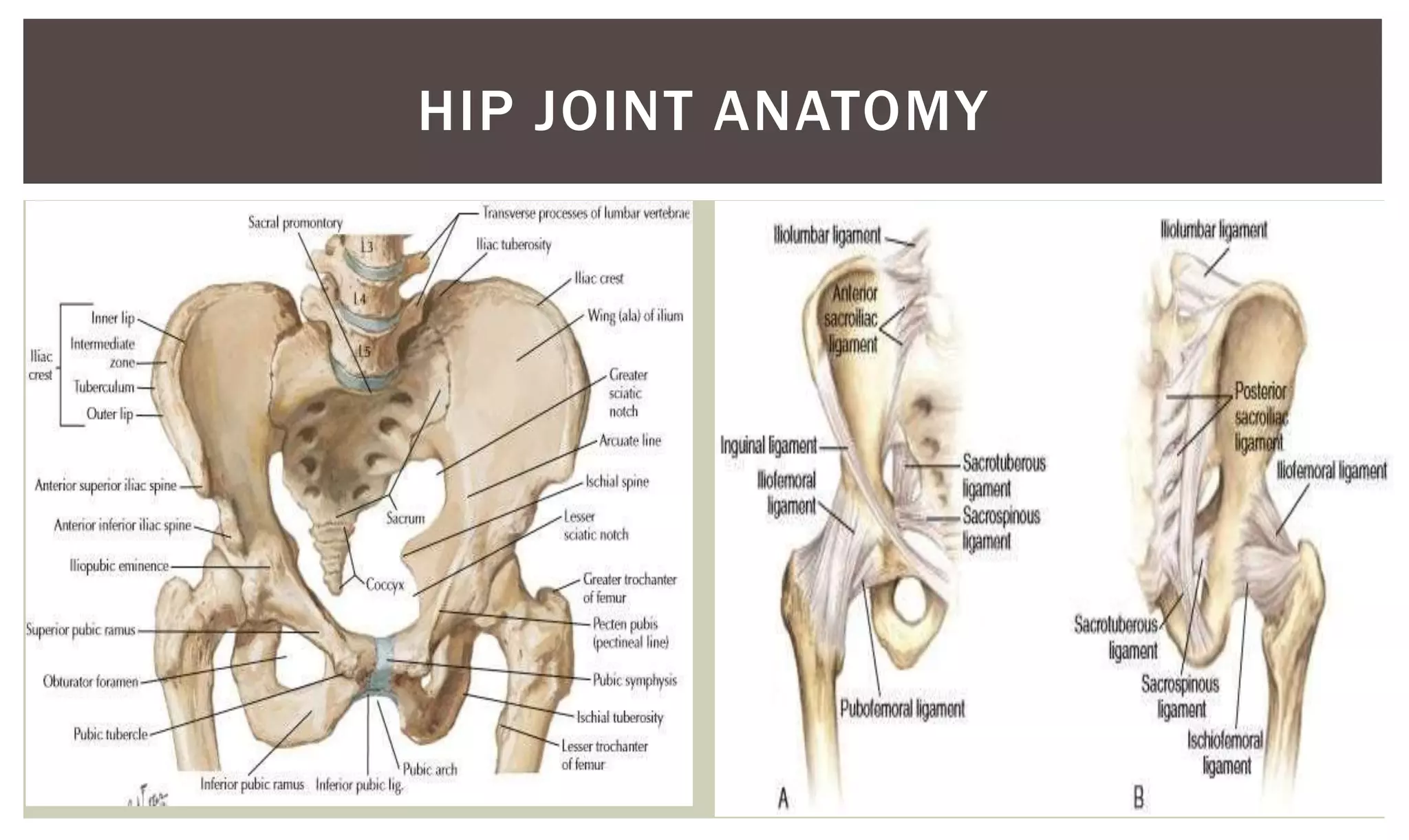 Ppt hip dislocation | PPTX