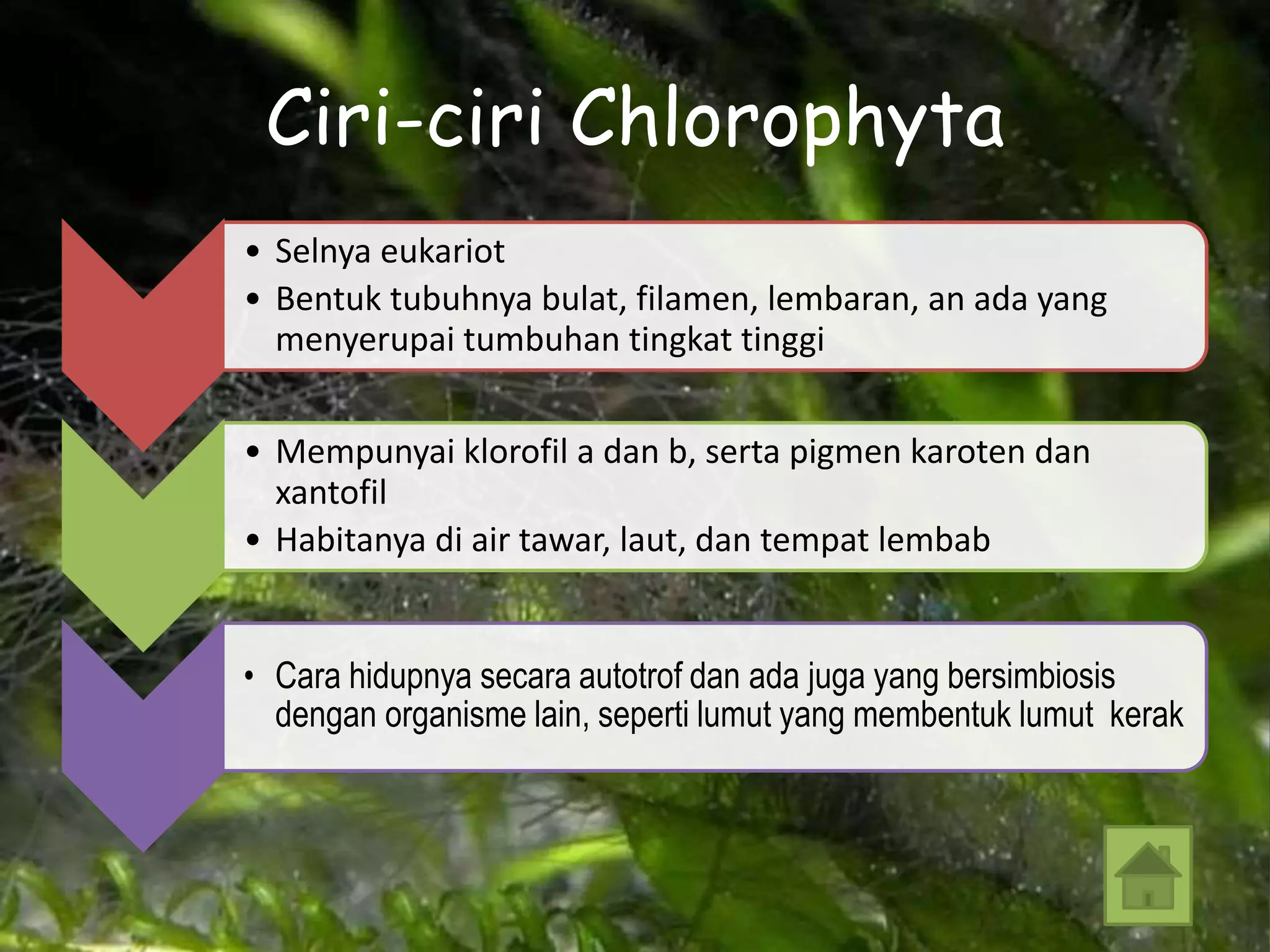 PPT Chlorophyta (alga hijau) | PPTX