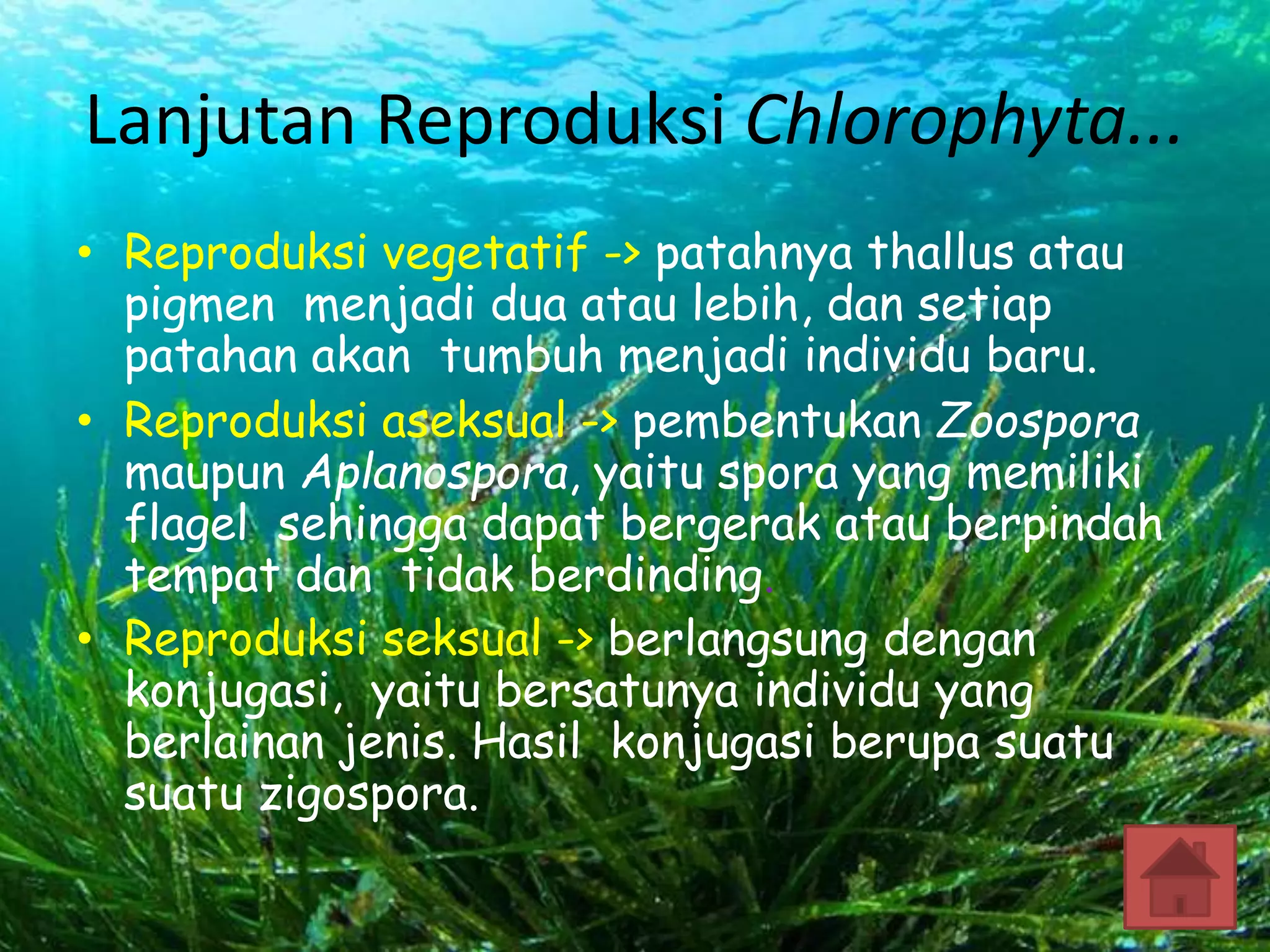 PPT Chlorophyta (alga hijau) | PPTX
