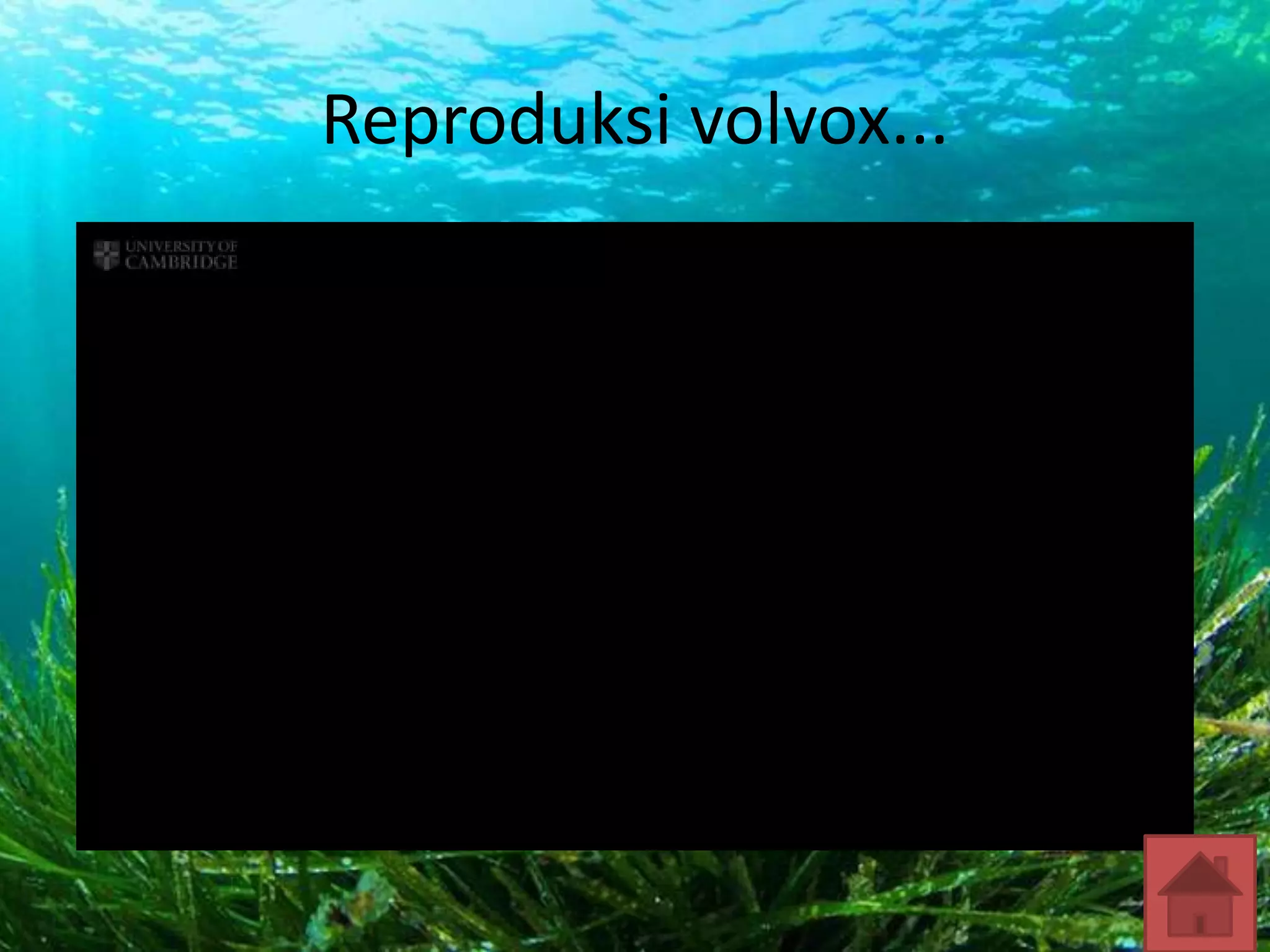 PPT Chlorophyta (alga hijau) | PPTX