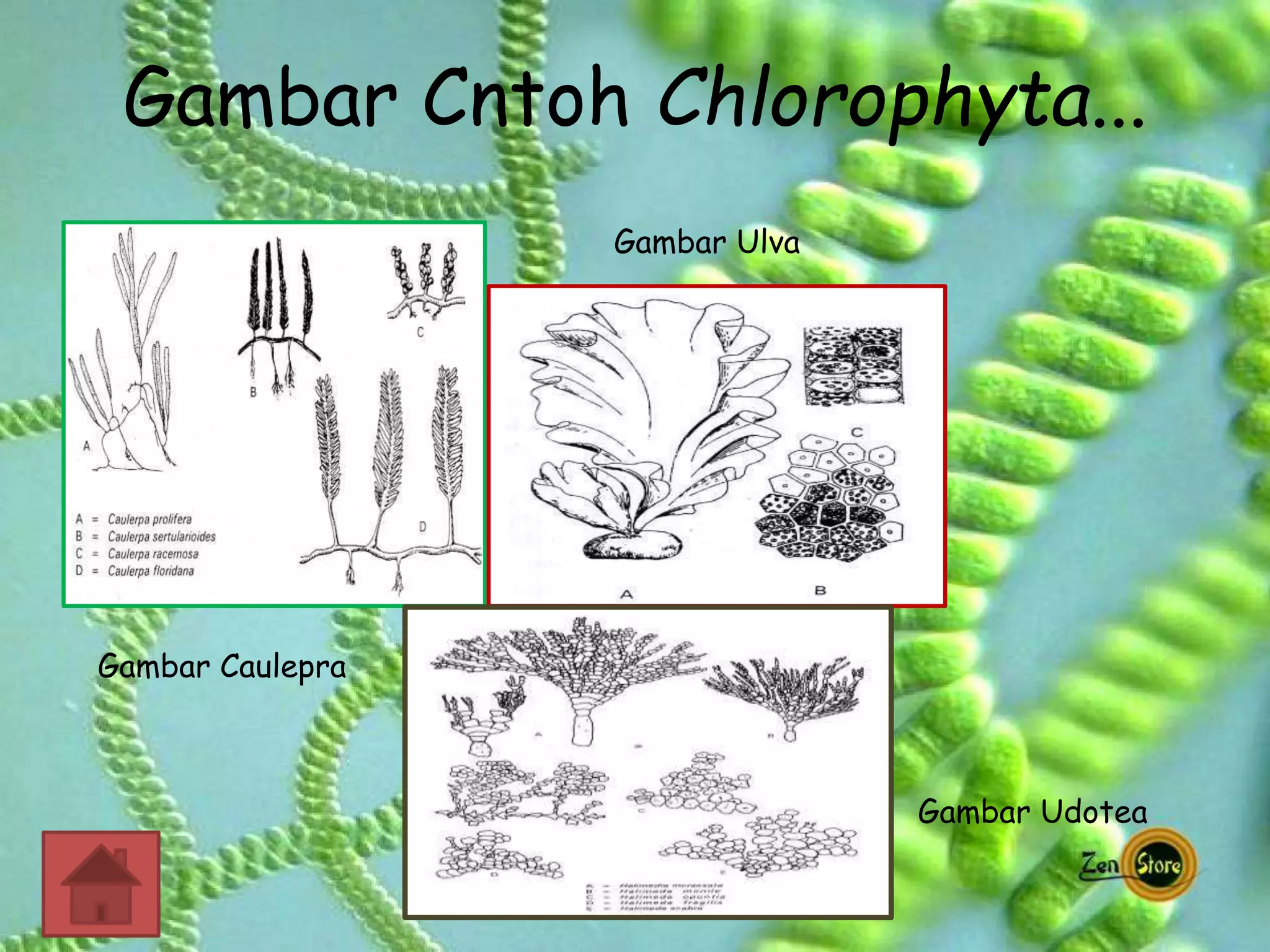 PPT Chlorophyta (alga hijau) | PPTX