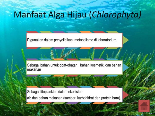 PPT Chlorophyta (alga hijau) | PPTX