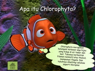 PPT Chlorophyta (alga hijau) | PPTX