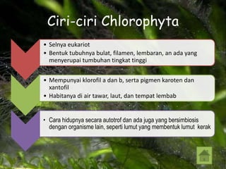 PPT Chlorophyta (alga hijau) | PPTX
