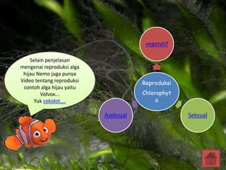 PPT Chlorophyta (alga hijau) | PPTX