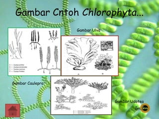 PPT Chlorophyta (alga hijau) | PPTX