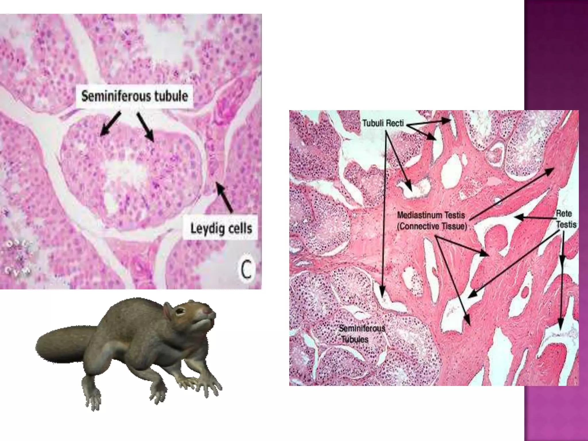 Ppt histologi sistem reproduksi jantan loen poenya | PPTX