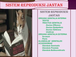 Ppt histologi sistem reproduksi jantan loen poenya | PPTX