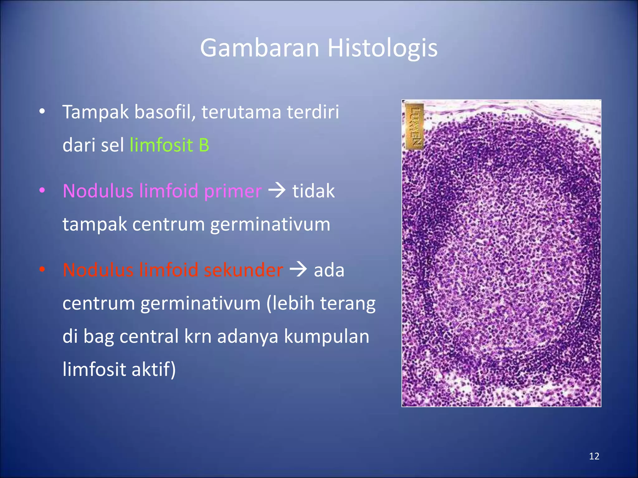 PPT histology sistem limfatik.ppt