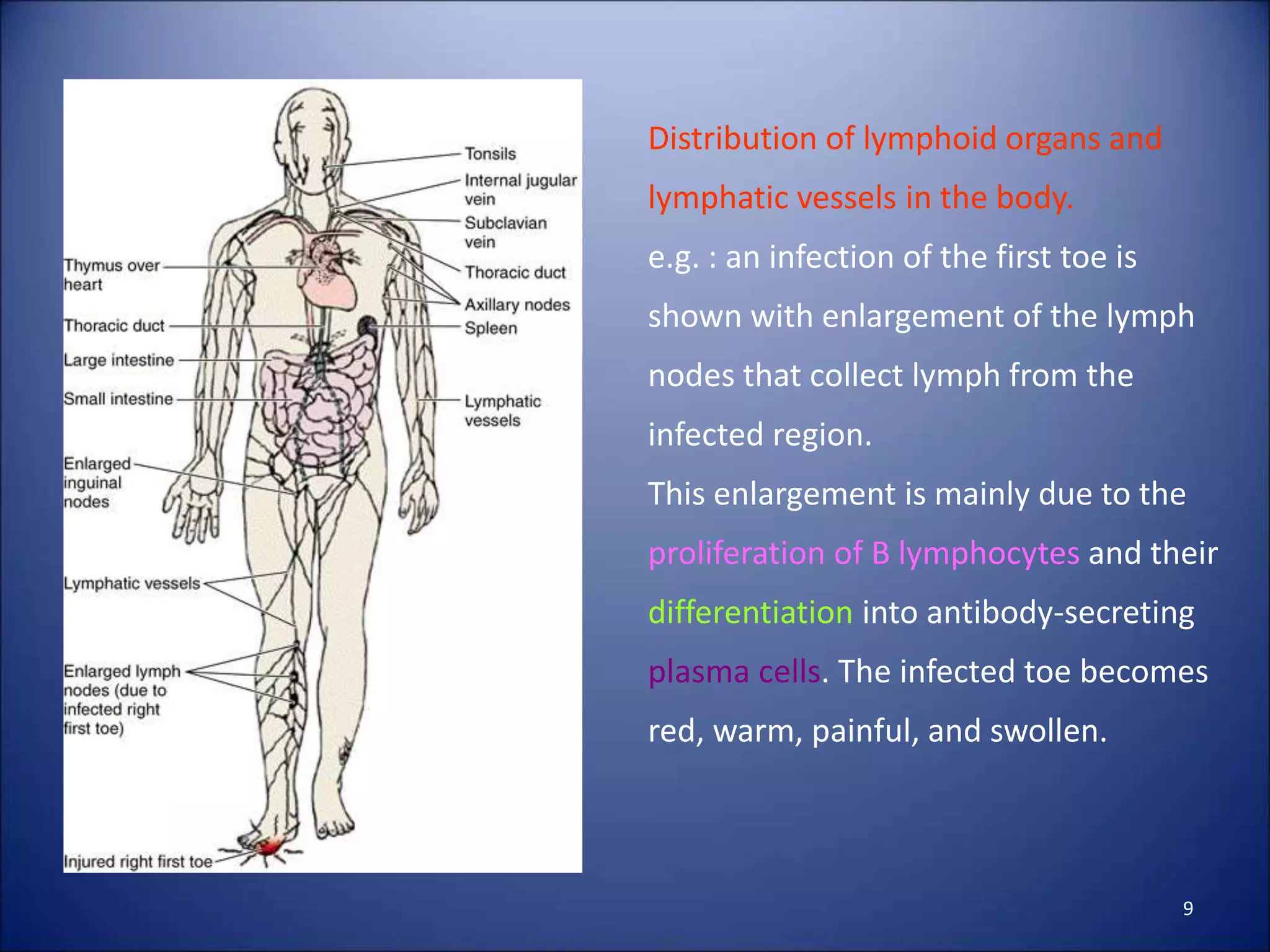 PPT histology sistem limfatik.ppt