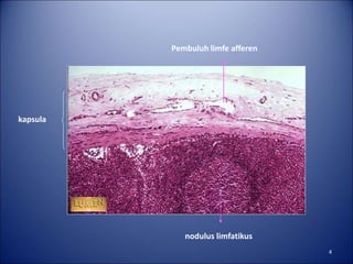 PPT histology sistem limfatik.ppt