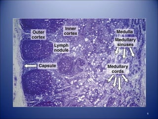 PPT histology sistem limfatik.ppt